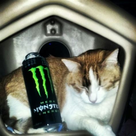 Monster Energy Drink Fan
