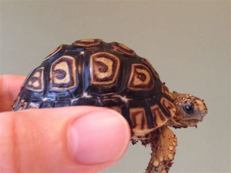 Leopard Tortoise Pyramiding And How To Prevent It