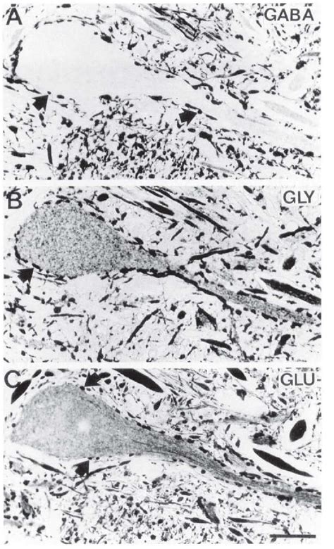 Figure 2 From Neurotransmitter Profile Of Saccadic Omnipause Neurons In