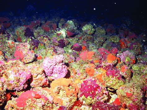 17 A Field Of Algal Nodules Within The Coralline Algae Zone Coralline