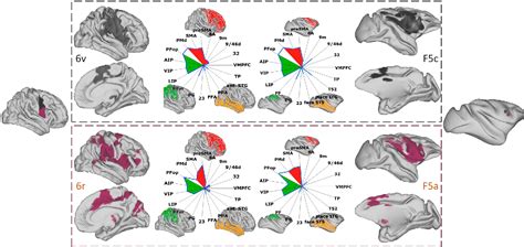 Figure 3 From Comparison Of Human Ventral Frontal Cortex Areas For Cognitive Control And