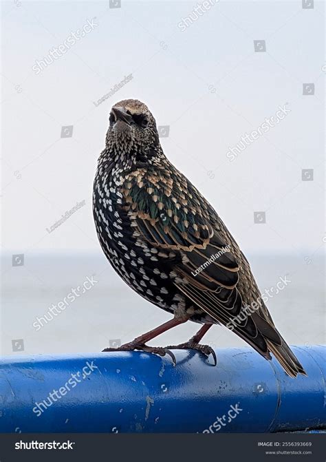 Pictures Of Starlings Bird Photos Images And Pictures Shutterstock