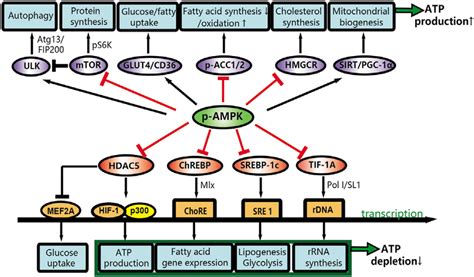 Ampk Conserves Atp By Switching Off Biosynthetic Pathways Upward