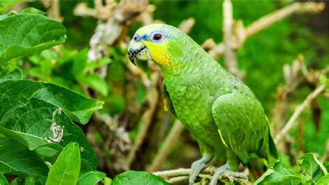 The Parrot That Solved Word Puzzles And Changed How We Understand