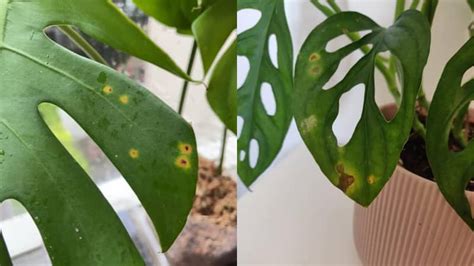 Yellow Spots On Lemon Tree Leaves Causes And Treatments Garden For Indoor