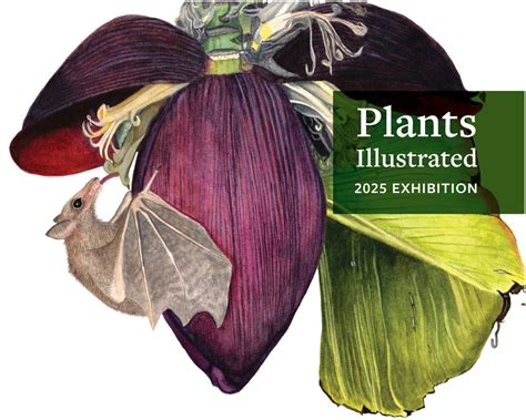 Plants Illustrated Exhibition Uc Botanical Garden At Berkeley