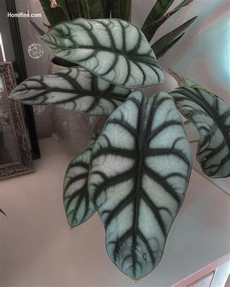 8 Stunning Indoor Plants With Silver Foliage ~