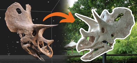 Triceratops Skull Fossil