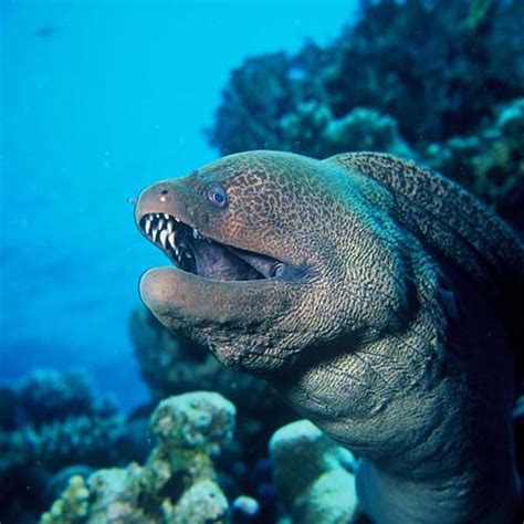 Giant Moray Gymnothorax Javanicus