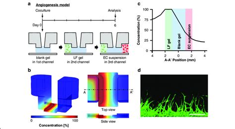 Modeling Of 3d Angiogenesis A Timeline Of The Angiogenesis Model We Download Scientific