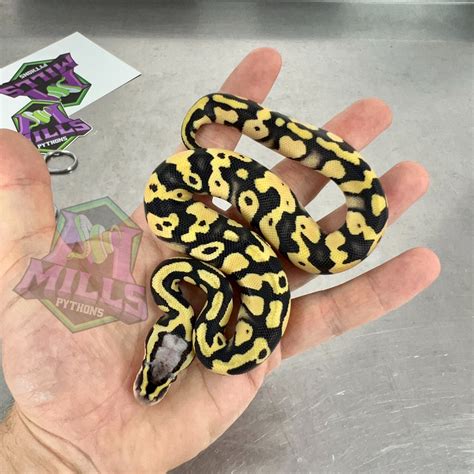 Pastel Desert Ghost Het Pied 66 Het Clown Ball Python By Mills Pythons Morphmarket