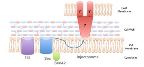 Bacterial Secretion System Creative Diagnostics