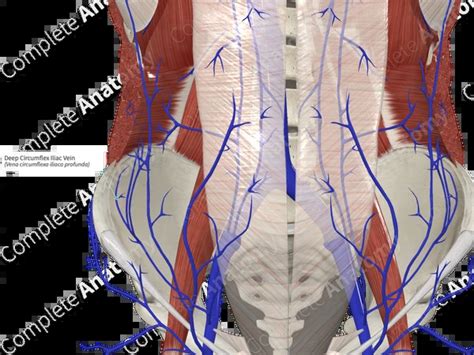 Deep Circumflex Iliac Vein Complete Anatomy