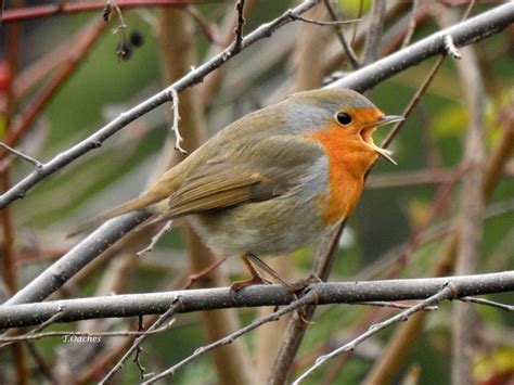 Pasari Din Romania Macaleandru Erithacus Rubecula
