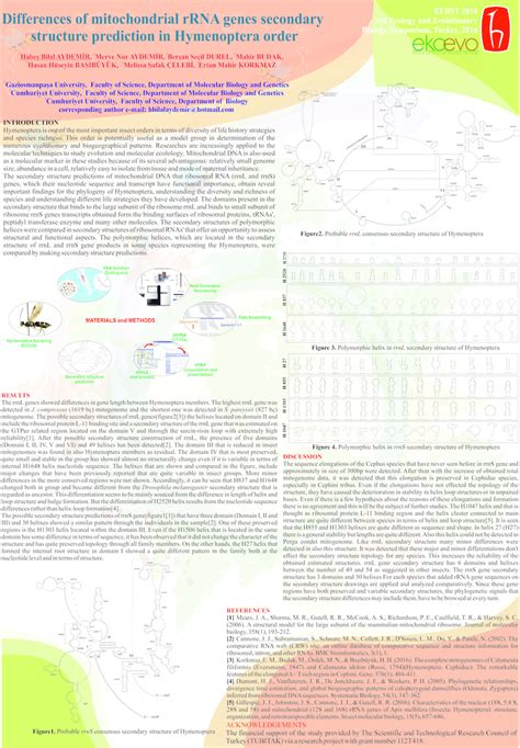 Pdf Differences Of Mitochondrial Rrna Genes Secondary Structure