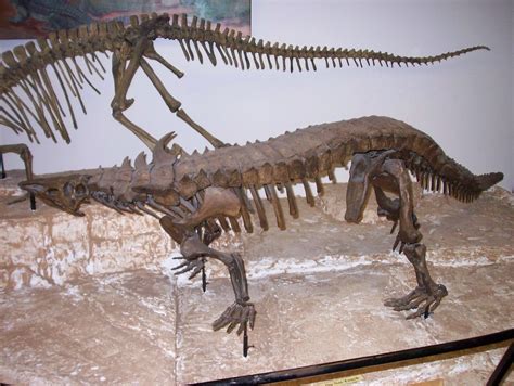 Desmatosuchus Skeleton