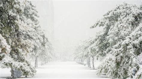 Snow Heavy Snowy Snowing Scene Pine Powerpoint Background For Free