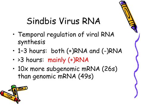 Ppt Replication Of Positive Sense Rna Viruses Powerpoint Presentation Id 4109161