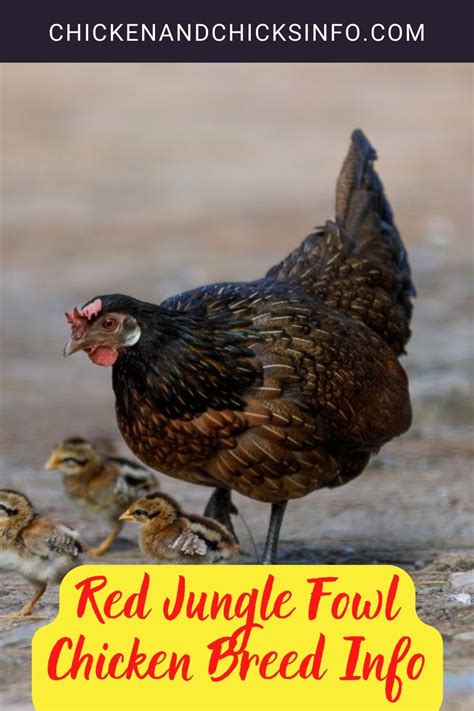 Red Jungle Fowl Chicken Breed Info Where To Buy Chicken And Chicks Info