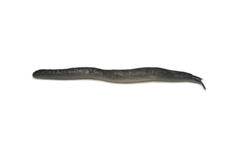Worm Slug John Innes Centre Worm Slug John Innes Centre