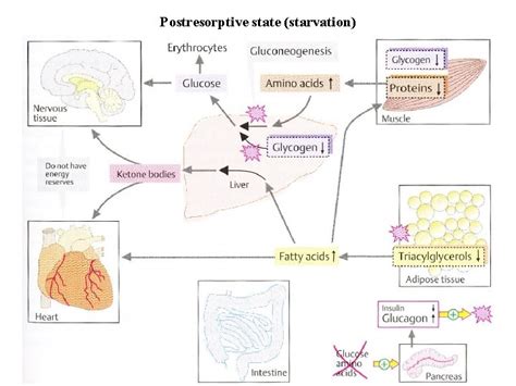 Biochemistry Of Liver Alice Skoumalov The Liverintroduction Importance
