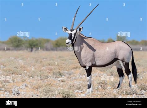 Gemsbok