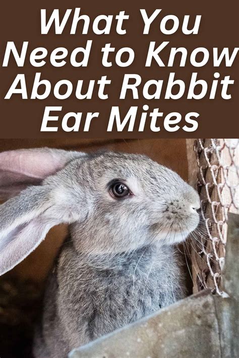 Rabbit Ear Mites 4 Signs To Watch For And How To Treat It Every