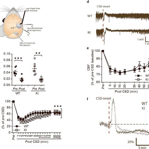 Cortical Spreading Depression Affected The Recovery Of Ecog Signal But