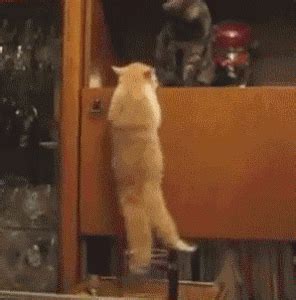 Funny Cat Fail S