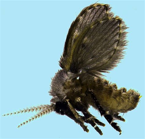 Clogmia Albipunctata Filter Fly The Insects Of Duke A Campus