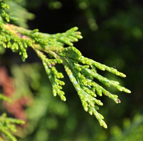 Juniperus Horizontalis Purdue Arboretum Explorer