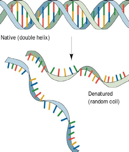 Bi Molecular Hybridization And Denaturation Of Dna Download