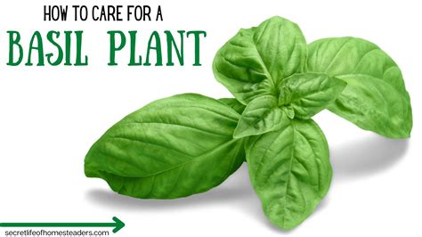 How To Care For A Basil Plant Secret Life Of Homesteaders