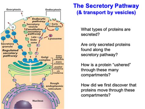 Protein Sorting Secretory Pathway 1 Flashcards Quizlet