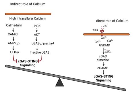 Indirect Role Of Calcium Calciumcalmodulin Dependent Protein Kinase