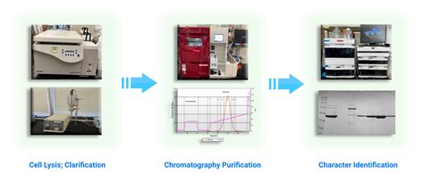 Protein Expression And Purification Service Tribioscience
