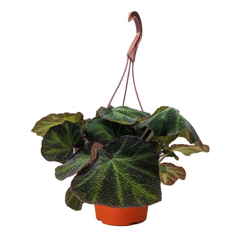 Begonia Soli Mutata — House Plant Dropship