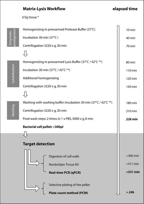 Matrix Lysis Protocol Adapted For Clinical Tissue This Includes Download Scientific Diagram