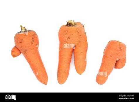 Forked Twisted Carrot Vegetables Shape Caused By Pythium Fungus Or