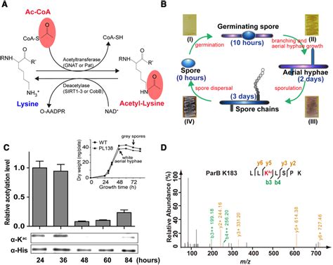 Identification Of The Chromosome Partitioning Protein Parb As An Download Scientific Diagram
