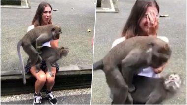 Horny Monkeys Have Sex On A Female Tourist S Knees In A Forest In Bali Watch The Hilarious