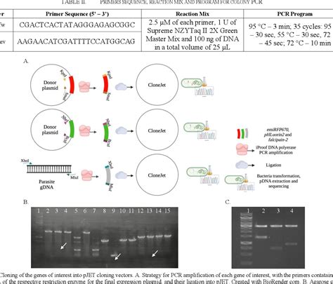 Figure 2 From Design Of A Two Fluorophore Ph Biosensor Targeted To The
