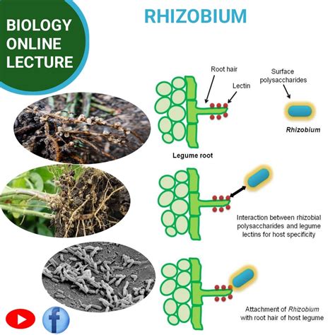 Biology Online Lecture Rhizobium Rhizobium Is The Bacteria That Live