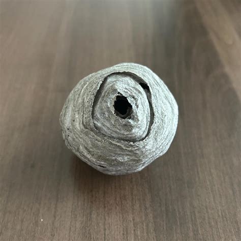 Real Wasp Nest Whole Wasp Nest Bees Nest Bee Hive Rustic Decor Paper Wasp Nest Hornets
