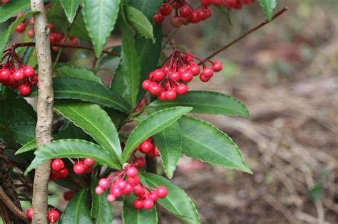 김민철의 꽃이야기 사랑의 열매는 어떤 열매 백당나무 산호수