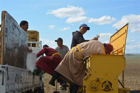 Асгат Цэцэн Уул сумын малчид ногоон тэжээл тариалж байна Монголын бэлчээр ашиглагчдын нэгдсэн