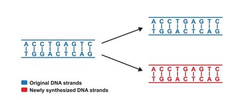 Dna Semi Conservative Replication Royalty Free Images Stock Photos Pictures Shutterstock