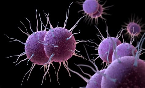 Gonorrhea Bacteria