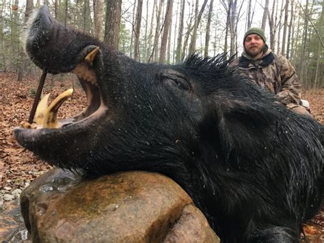 Wild Boar Hunting Tn Spartan Hunting Lodge