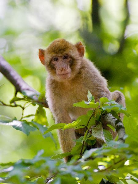Gemeinde Salem Affenberg Salem